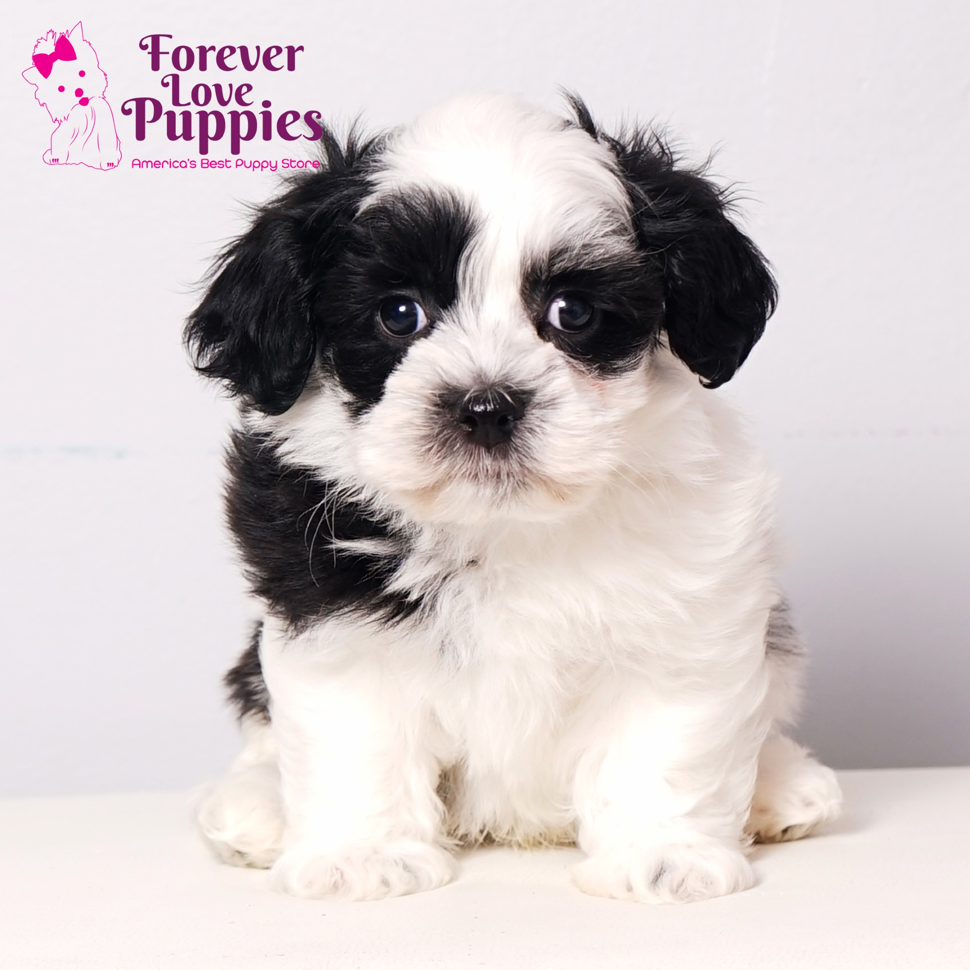Forever Love Puppies Reviews