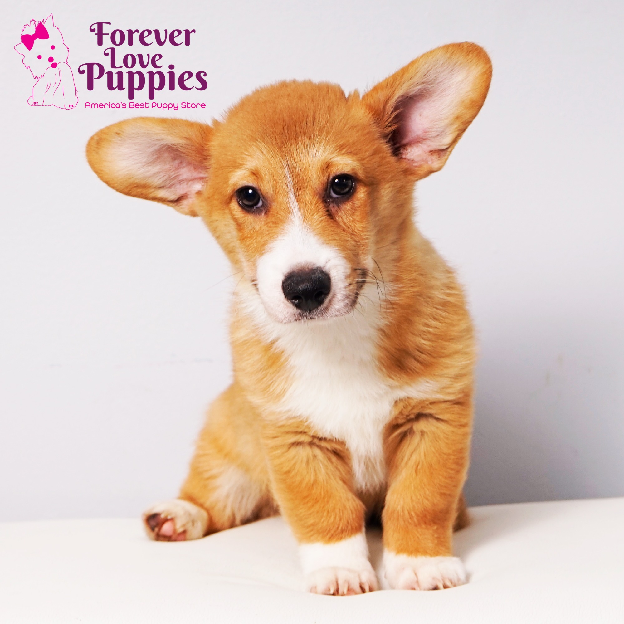 Pembroke Welsh Corgi Puppies for Sale | Forever Love Puppies