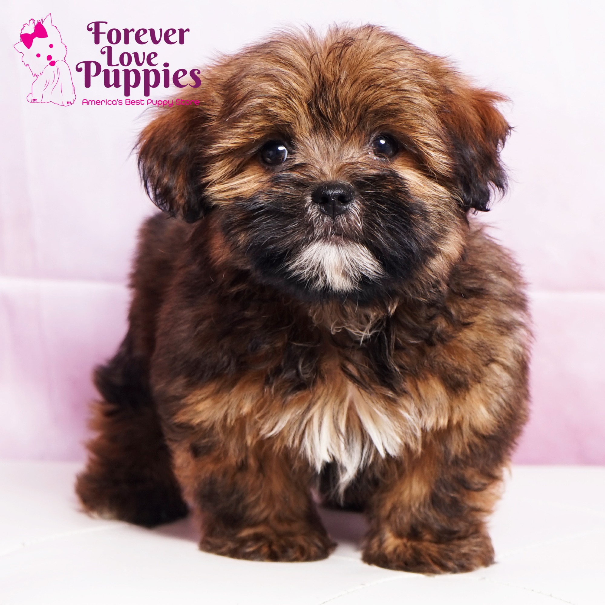 Shihpoo Puppies for Sale | Forever Love Puppies