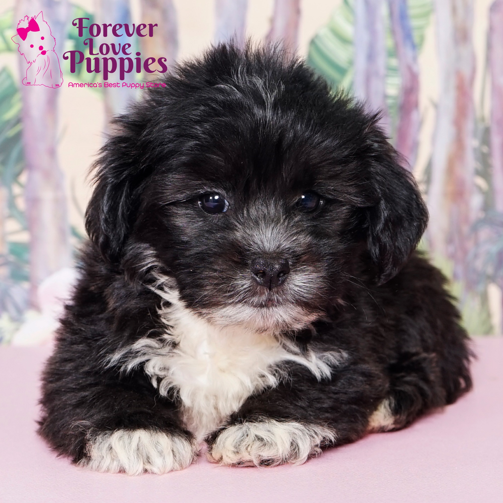Shihpoo Puppies for Sale | Forever Love Puppies