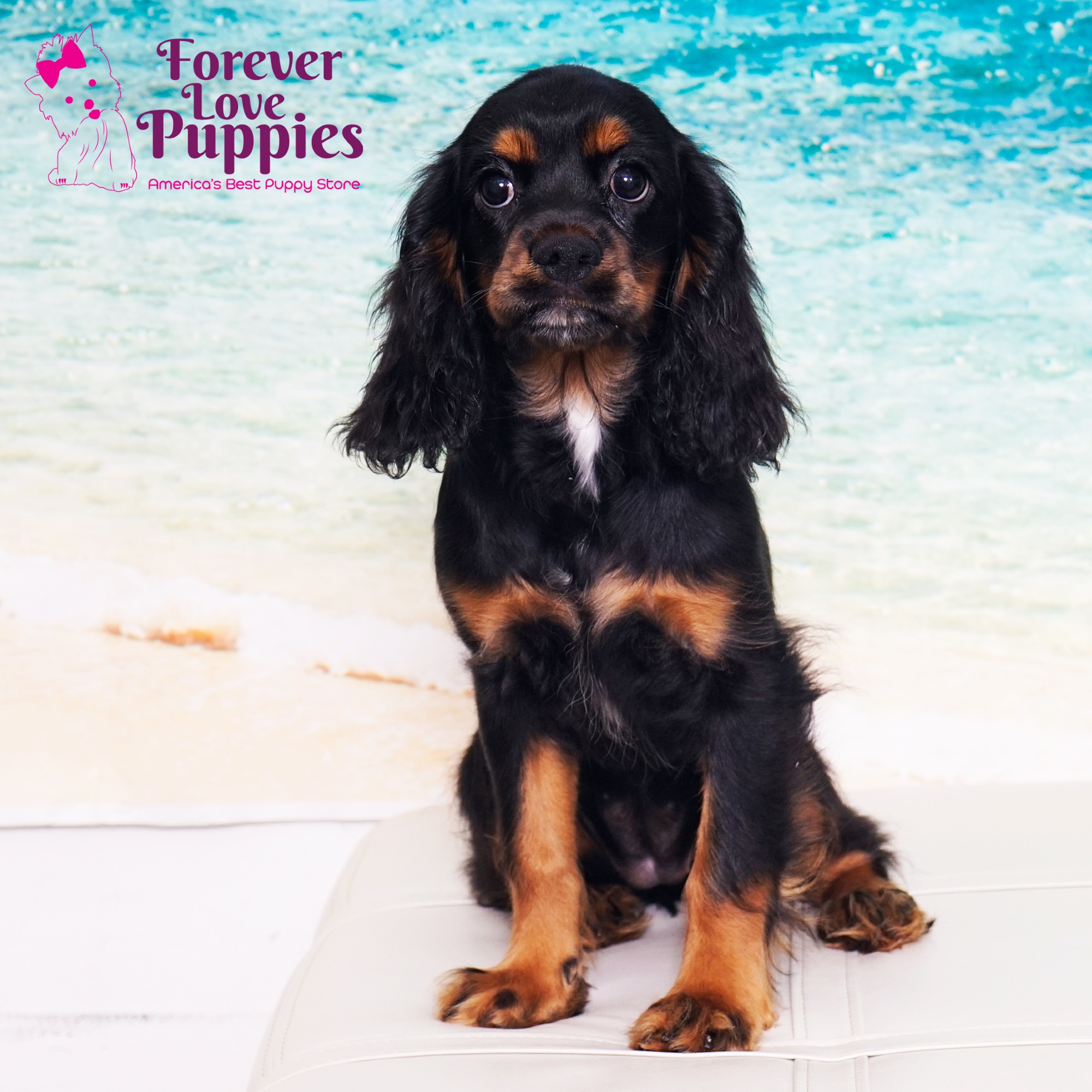 Cockalier Puppies for Sale | Forever Love Puppies