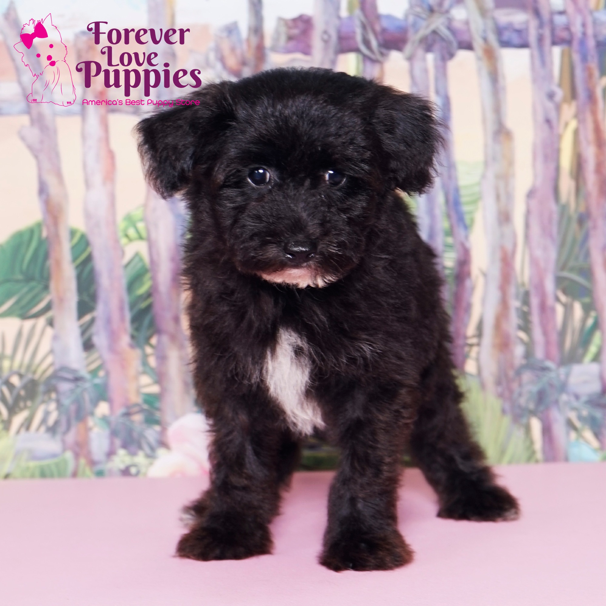 Cotonpoo Puppies for Sale | Forever Love Puppies