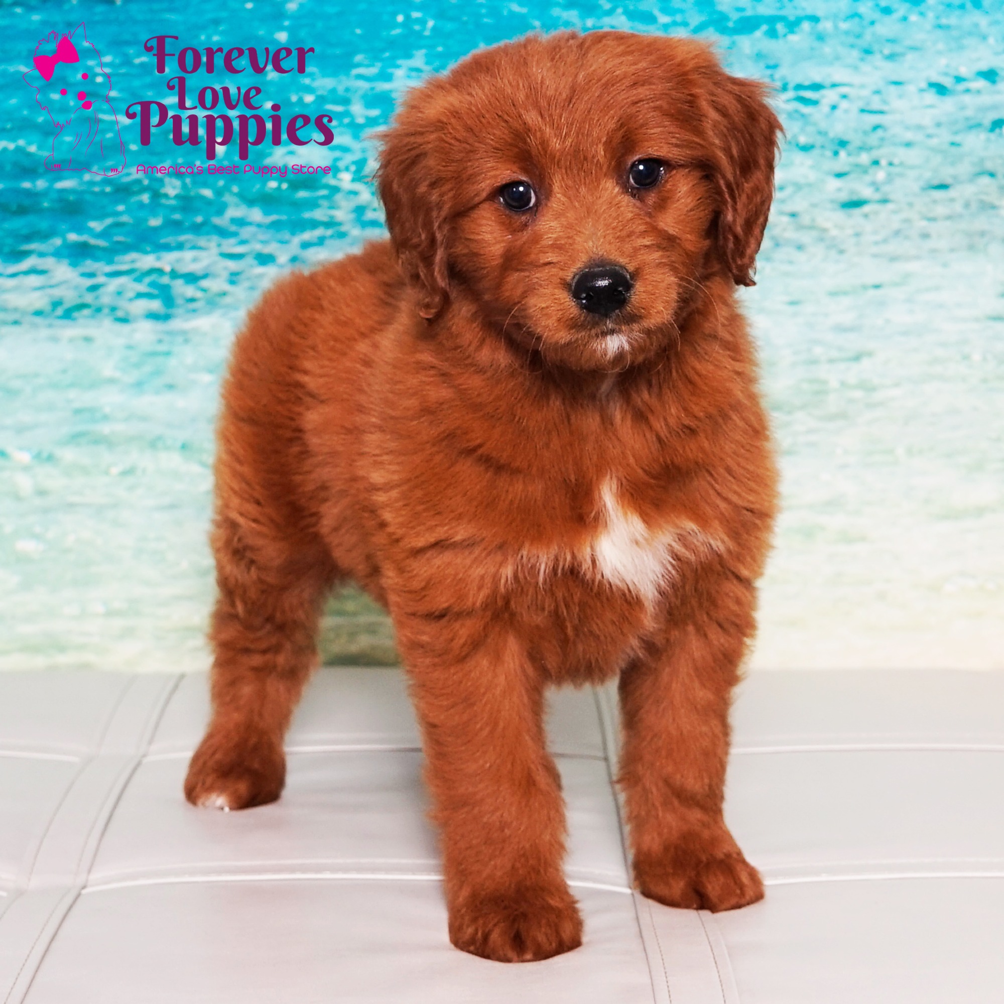 Mini Goldendoodle Puppies for Sale | Forever Love Puppies