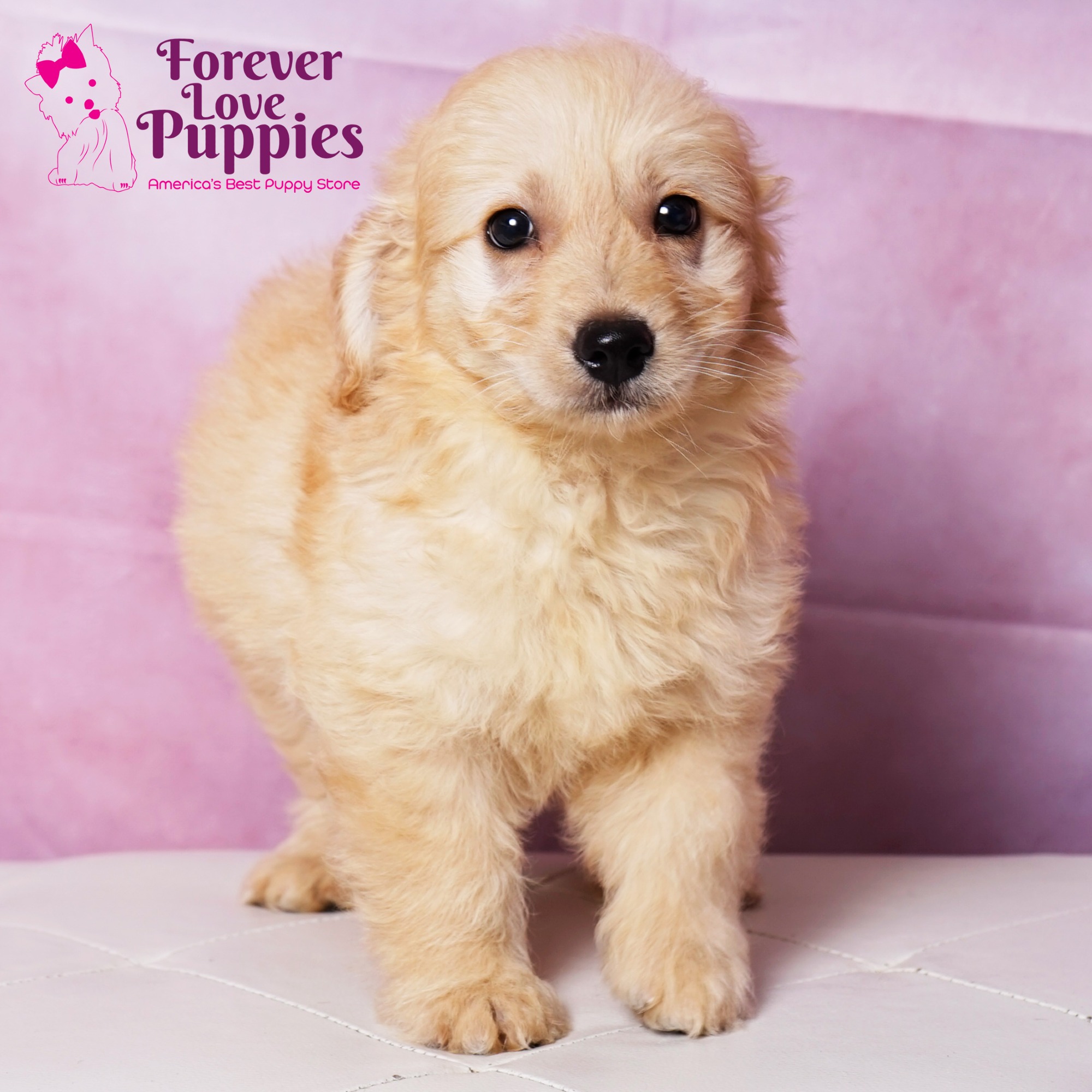 Mini Goldendoodle Puppies for Sale | Forever Love Puppies