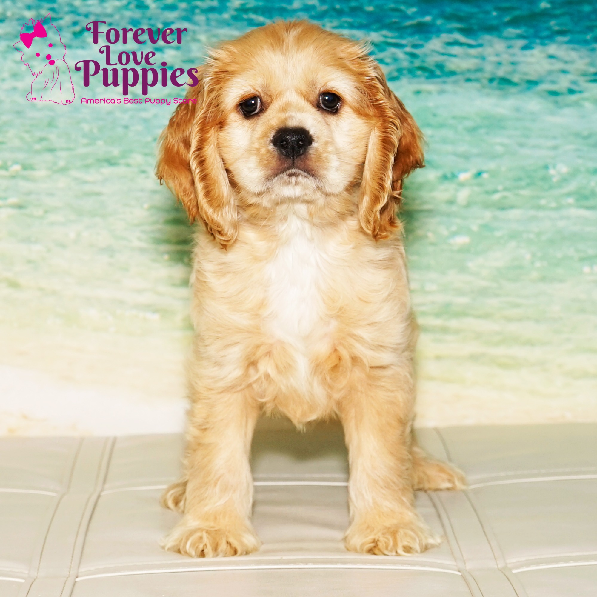 Cocker Spaniel Puppies for Sale | Forever Love Puppies
