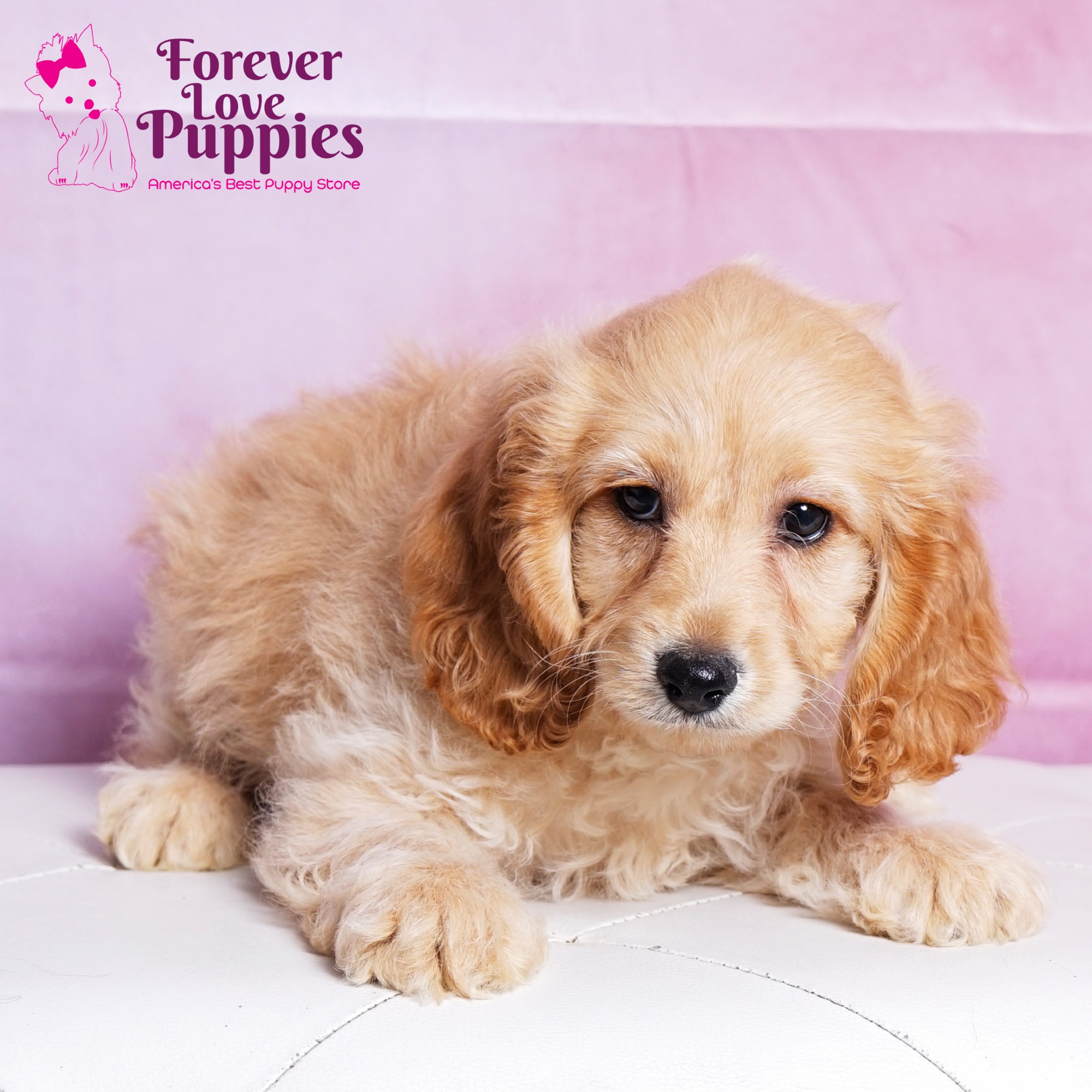 Cockapoo Puppies for Sale | Forever Love Puppies