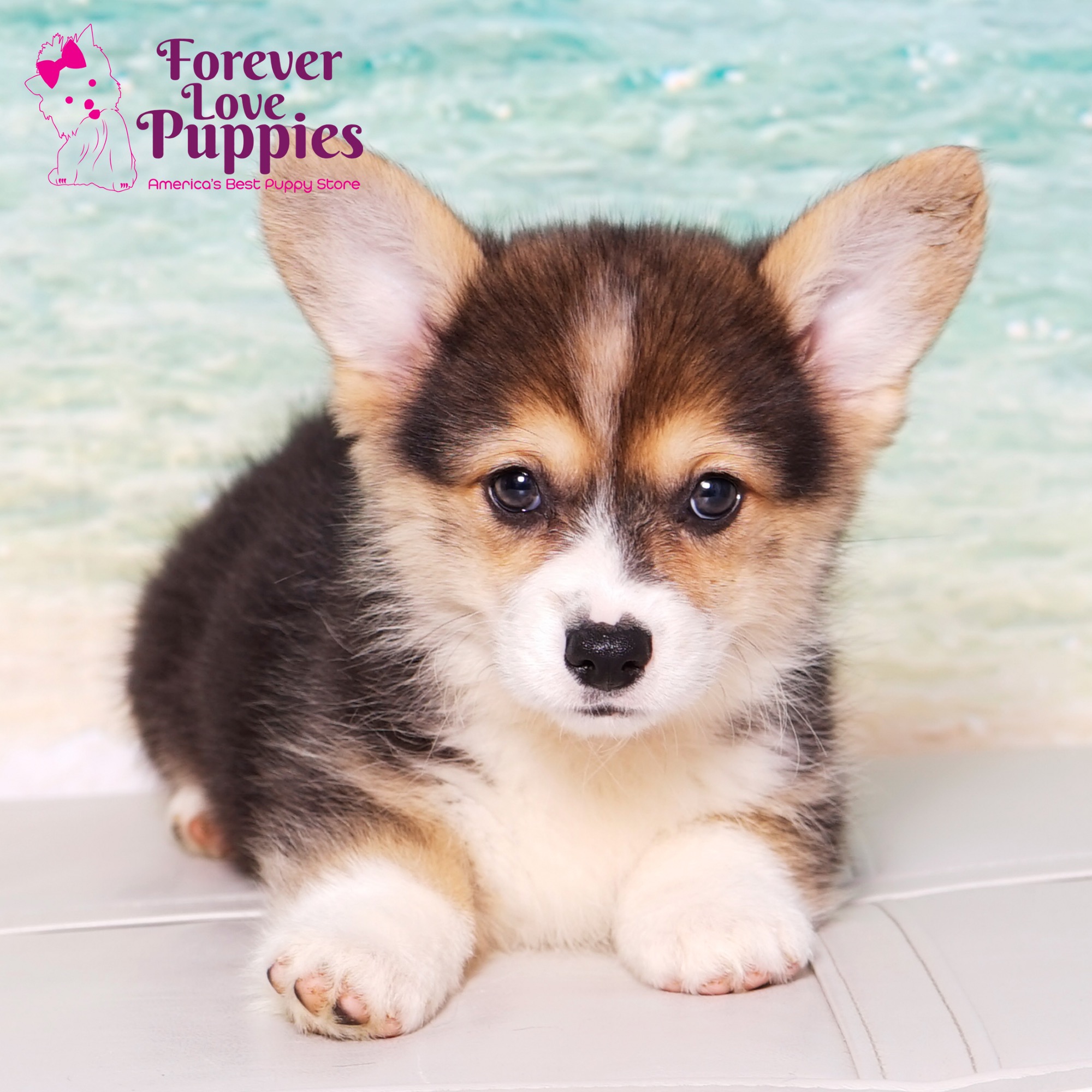 Pembroke Welsh Corgi Puppies for Sale | Forever Love Puppies