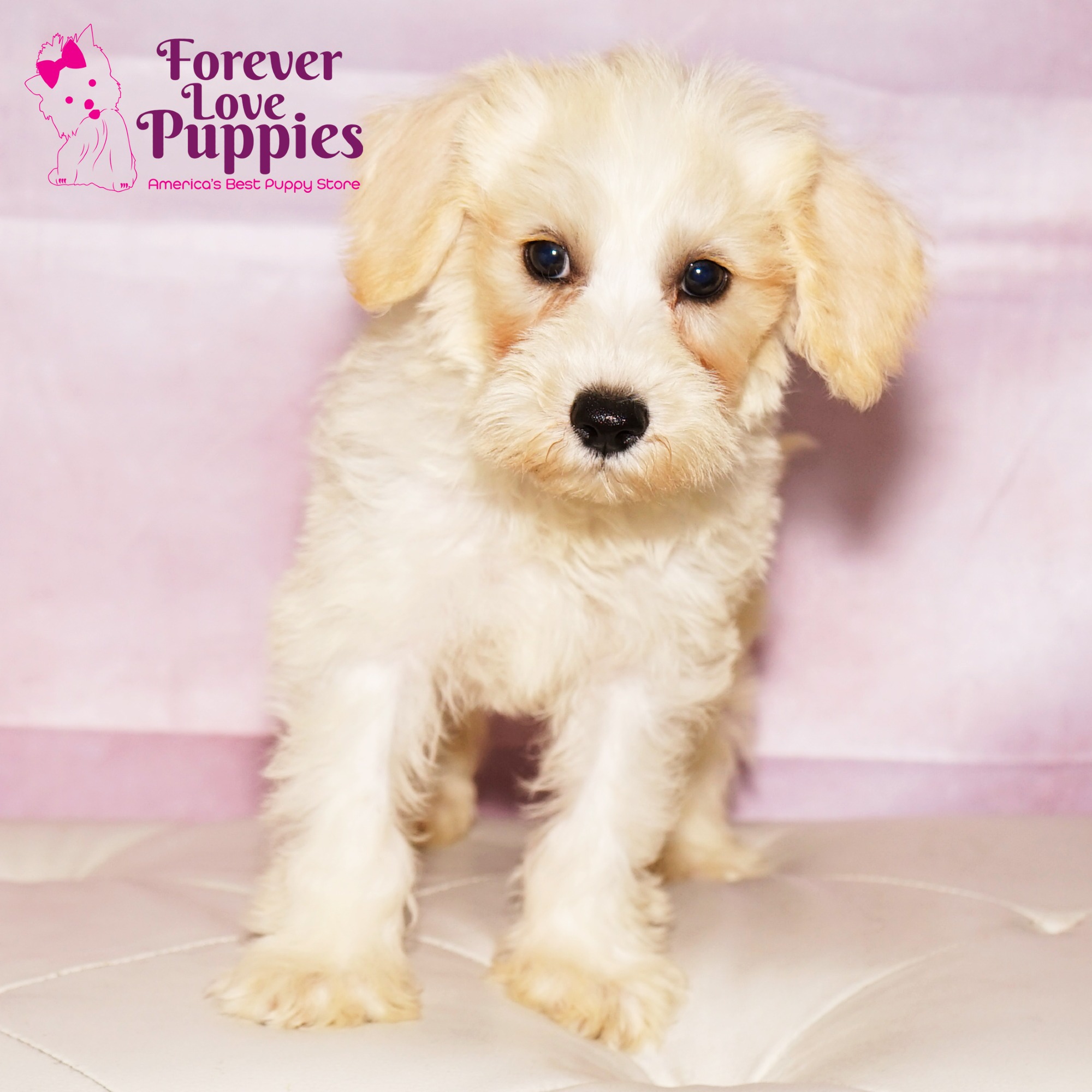 Mini Schnoodle Puppies for Sale | Forever Love Puppies
