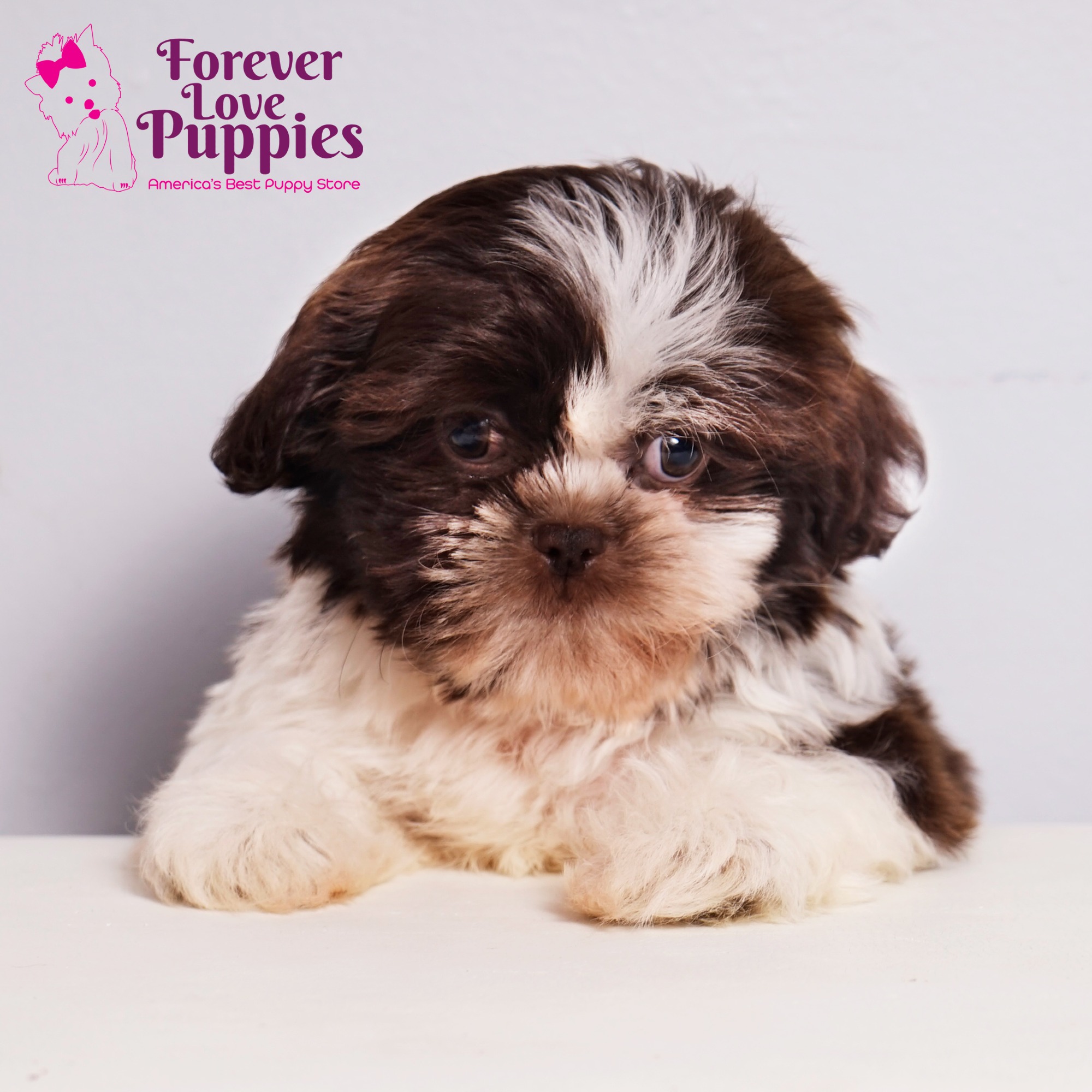 Shih Tzu Puppies for Sale | Forever Love Puppies
