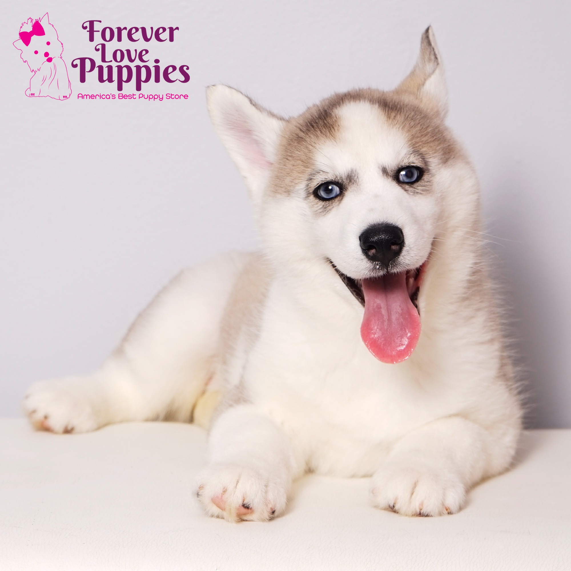Siberian Husky Puppies for Sale | Forever Love Puppies