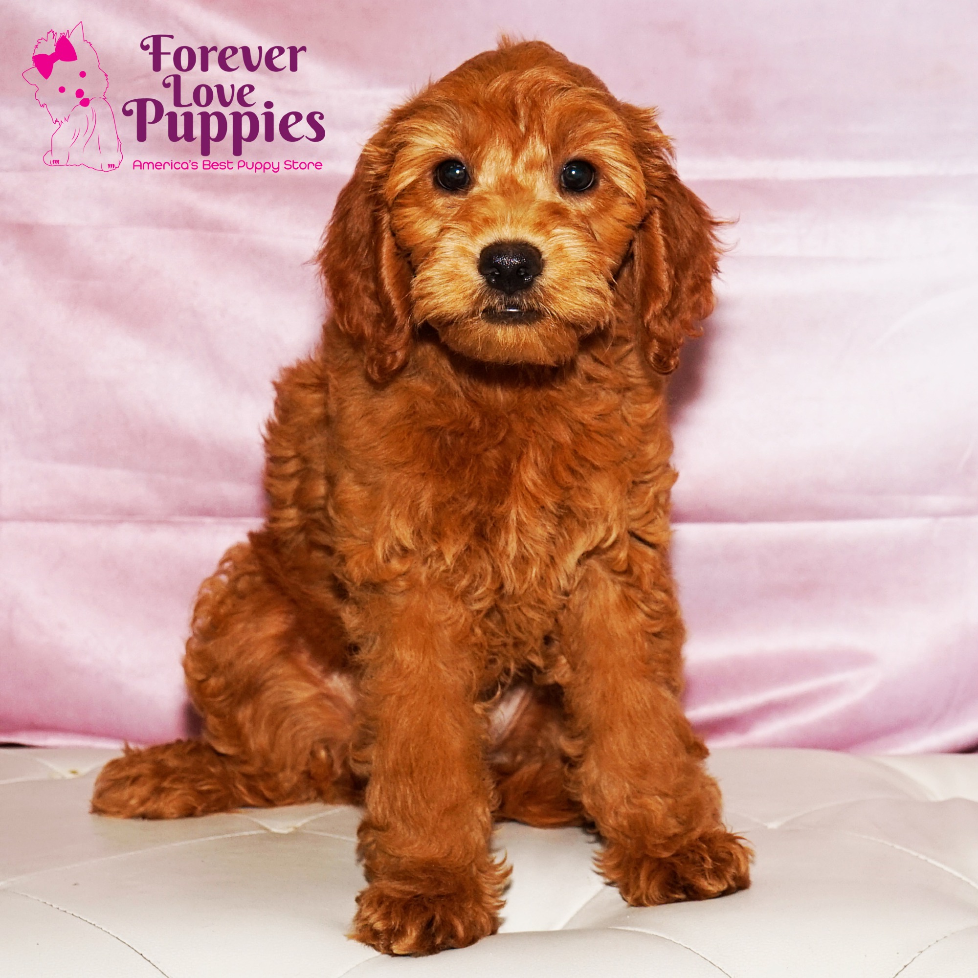 Mini Goldendoodle Puppies for Sale | Forever Love Puppies