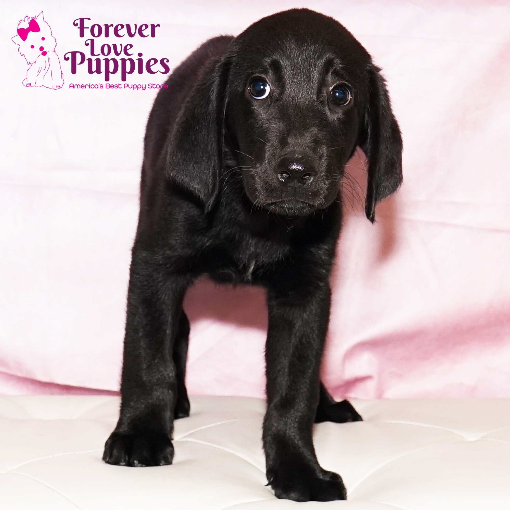 Labrador Retriever Puppies for Sale | Forever Love Puppies